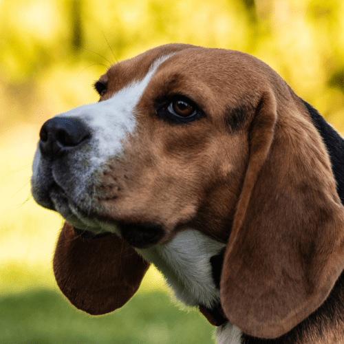 Celebrating Everyone's Favorite Beagle | Pendleton Veterinary Clinic
